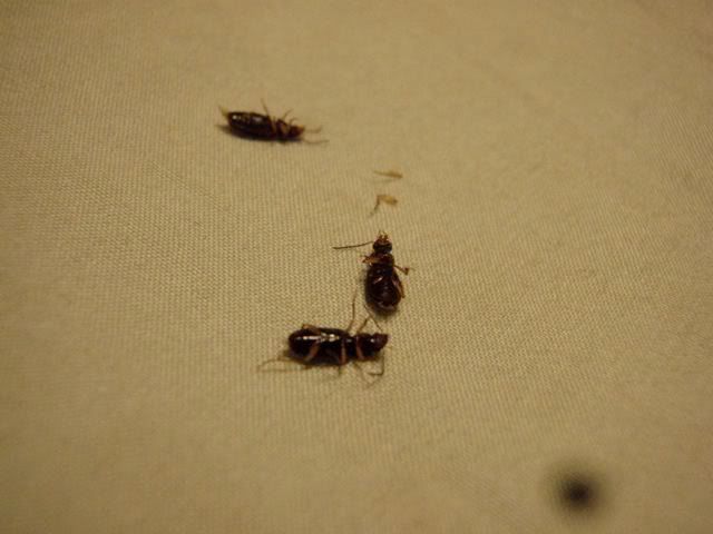 Please help identify these for me? - BugGuide.Net