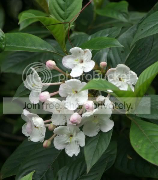 tropical garden in melbourne • Home Renovation & Building Forum