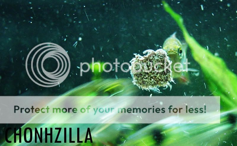 exodon picture thread | MonsterFishKeepers.com