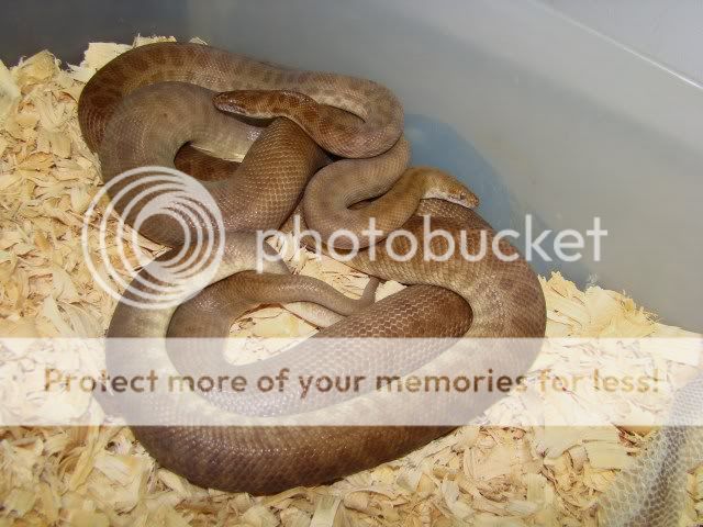 Spotted pythons breeding this morning - Field Herp Forum