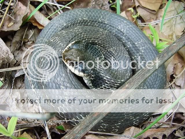 Some more from Kentucky - mostly snakes, especially timbers - Field ...