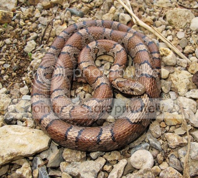 Kentucky snakes 2012 to date - Field Herp Forum