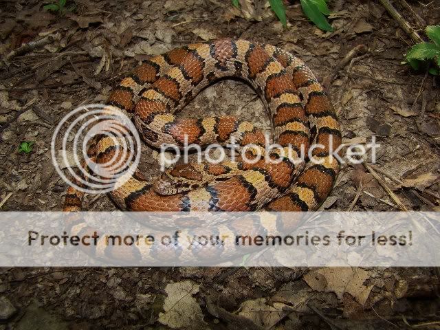 A selection of Kentucky snakes from 2011 - Field Herp Forum