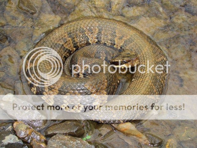 Kentucky snakes 2012 to date - Field Herp Forum