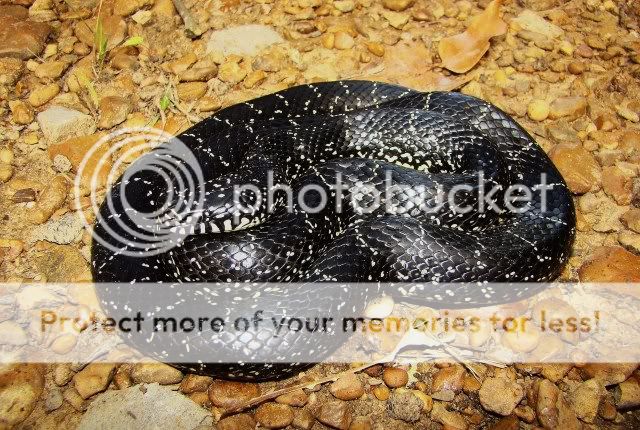 A selection of Kentucky snakes from 2011 - Field Herp Forum