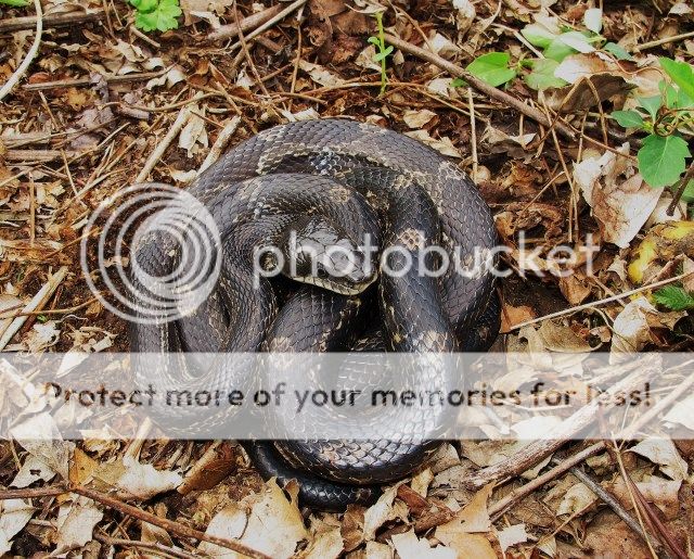 Kentucky snakes 2012 to date - Field Herp Forum