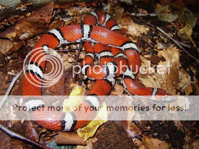 Kentucky snakes 2012 to date - Field Herp Forum