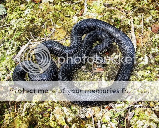 Kentucky snakes 2012 to date - Field Herp Forum