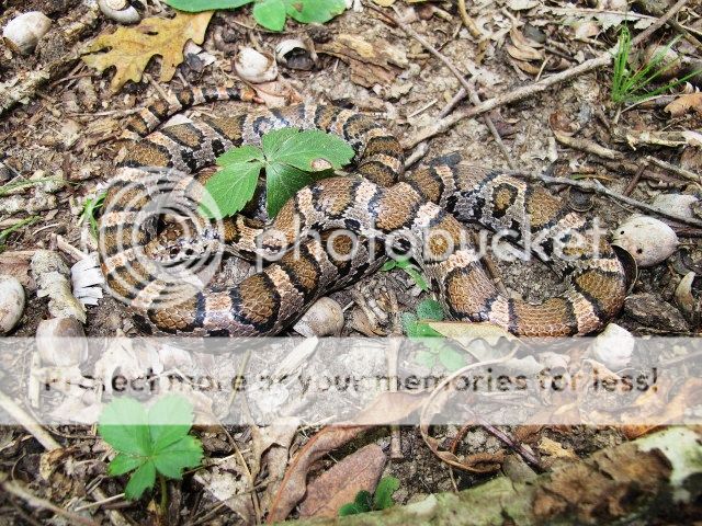 Kentucky snakes 2012 to date - Field Herp Forum