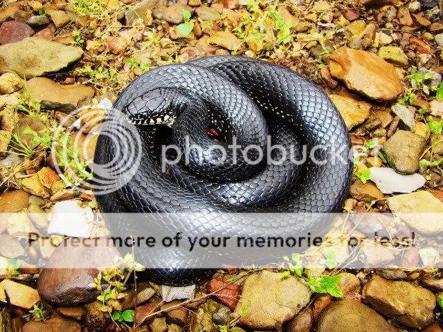 A selection of Kentucky snakes from 2011 - Field Herp Forum