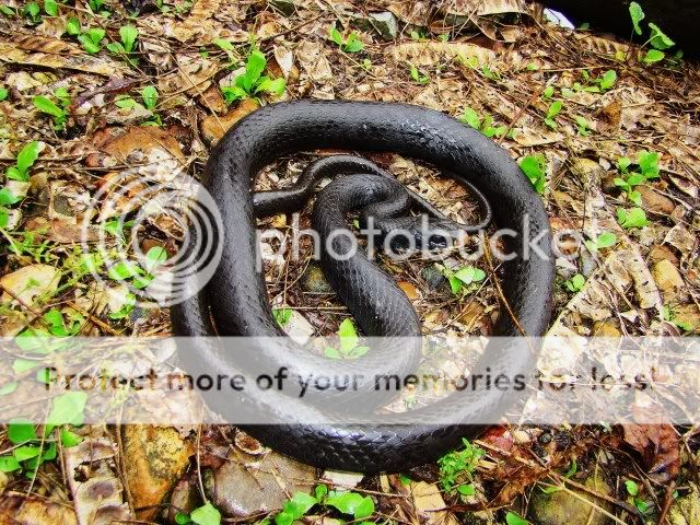 A selection of Kentucky snakes from 2011 - Field Herp Forum