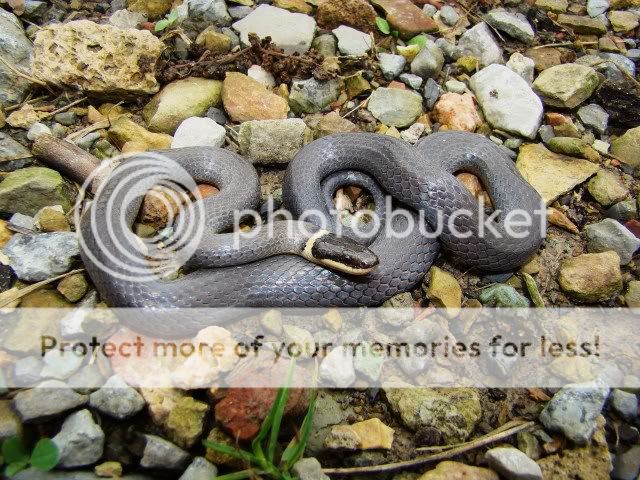 A selection of Kentucky snakes from 2011 - Field Herp Forum