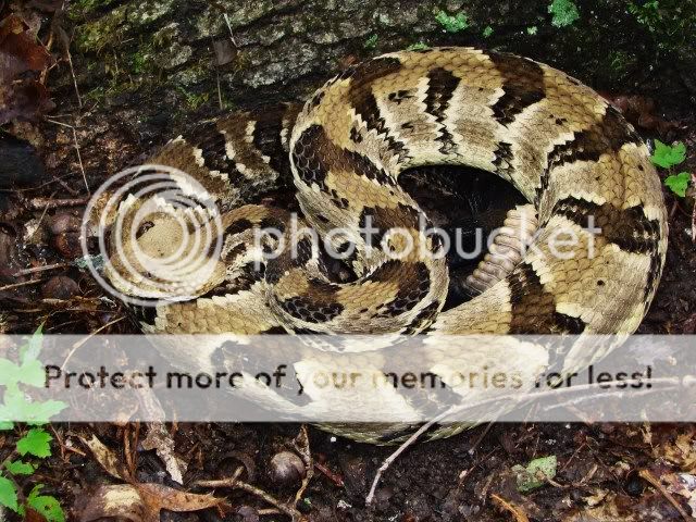 A selection of Kentucky snakes from 2011 - Field Herp Forum
