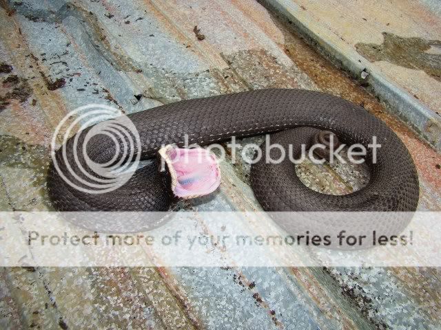 A selection of Kentucky snakes from 2011 - Field Herp Forum