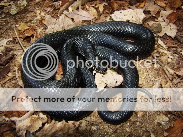 A selection of Kentucky snakes from 2011 - Field Herp Forum