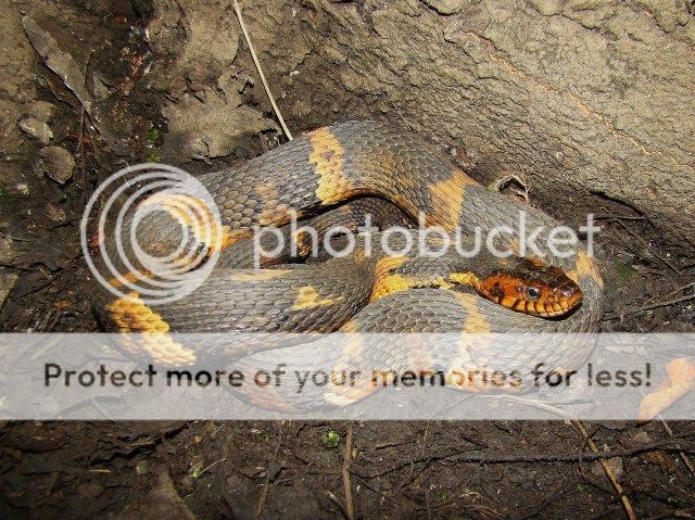 Kentucky snakes 2012 to date - Field Herp Forum