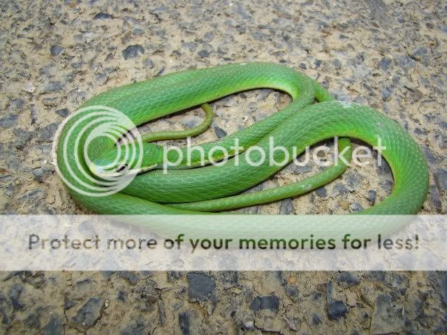 A selection of Kentucky snakes from 2011 - Field Herp Forum