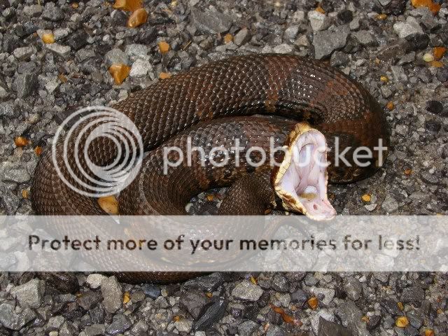 A selection of Kentucky snakes from 2011 - Field Herp Forum