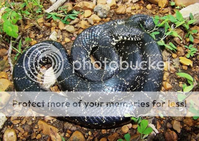 Some Kentucky Farancia and other recent snake finds.. - Field Herp Forum