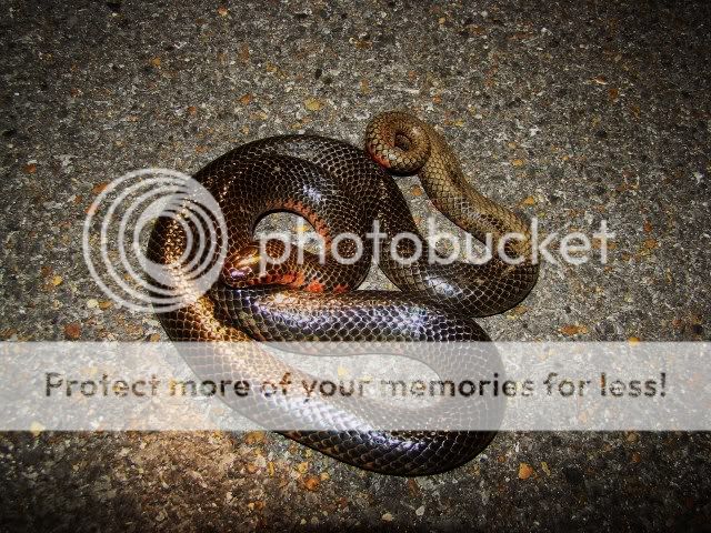 Some early season Snake Hunting from Kentucky - Field Herp Forum