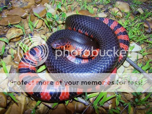 Some Kentucky Farancia and other recent snake finds.. - Field Herp Forum