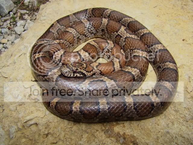 A selection of Kentucky snakes from 2011 - Field Herp Forum