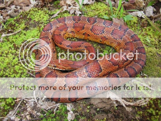 Kentucky snakes 2012 to date - Field Herp Forum