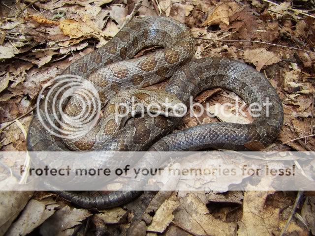 A selection of Kentucky snakes from 2011 - Field Herp Forum