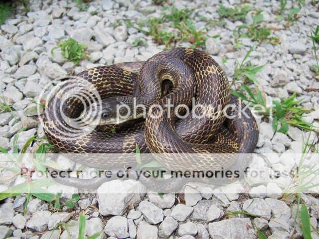 Kentucky snakes 2012 to date - Field Herp Forum