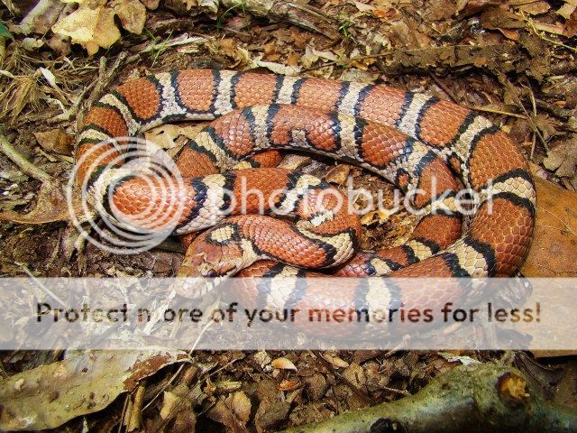 Kentucky snakes 2012 to date - Field Herp Forum