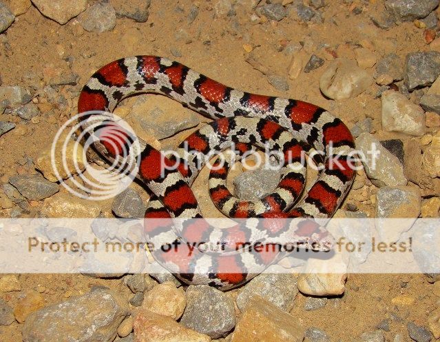 Kentucky snakes 2012 to date - Field Herp Forum