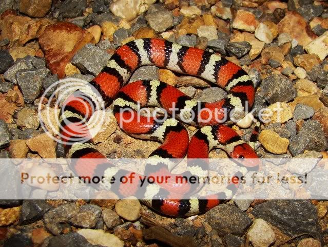 A selection of Kentucky snakes from 2011 - Field Herp Forum