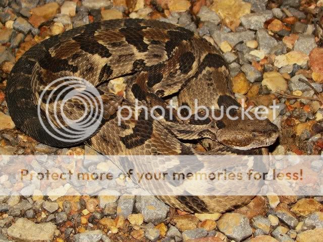A selection of Kentucky snakes from 2011 - Field Herp Forum