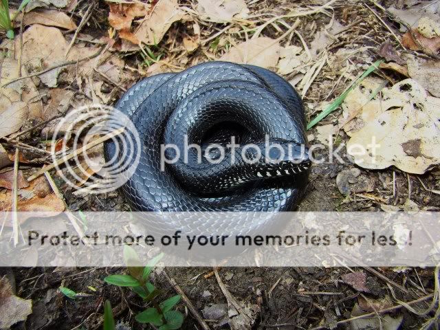 Some snakes from June in Kentucky - Field Herp Forum