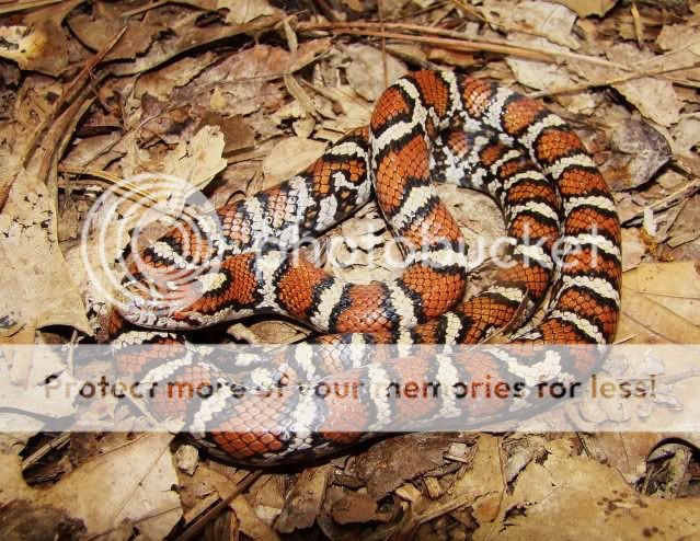 A selection of Kentucky snakes from 2011 - Field Herp Forum