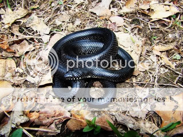 Some early season Snake Hunting from Kentucky - Field Herp Forum