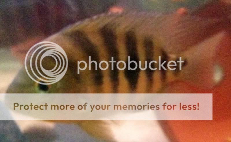 Midas Complex - shall we create a visual guide? | MonsterFishKeepers.com