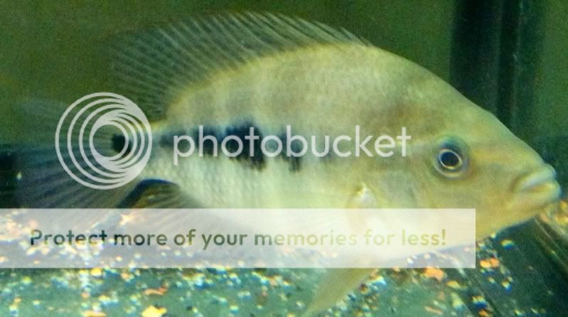 Midas Complex - shall we create a visual guide? | MonsterFishKeepers.com