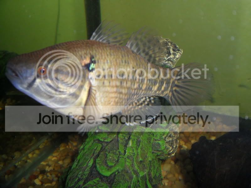 HUGE sleeper goby, baby vieja and cuban cichlid | MonsterFishKeepers.com