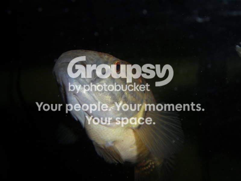 HUGE sleeper goby, baby vieja and cuban cichlid | MonsterFishKeepers.com