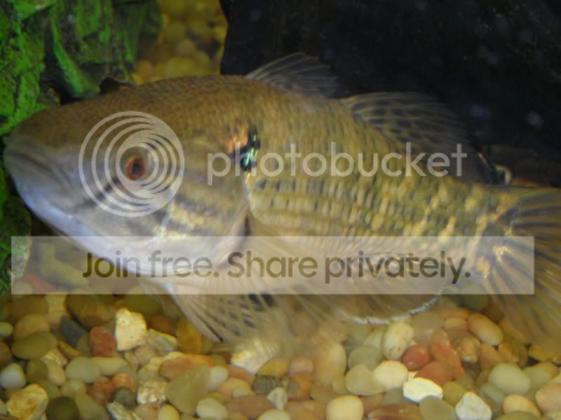 HUGE sleeper goby, baby vieja and cuban cichlid | MonsterFishKeepers.com