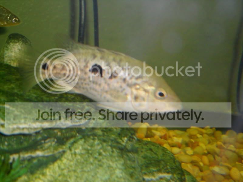 HUGE sleeper goby, baby vieja and cuban cichlid | MonsterFishKeepers.com