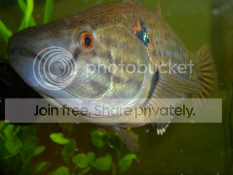 HUGE sleeper goby, baby vieja and cuban cichlid | MonsterFishKeepers.com