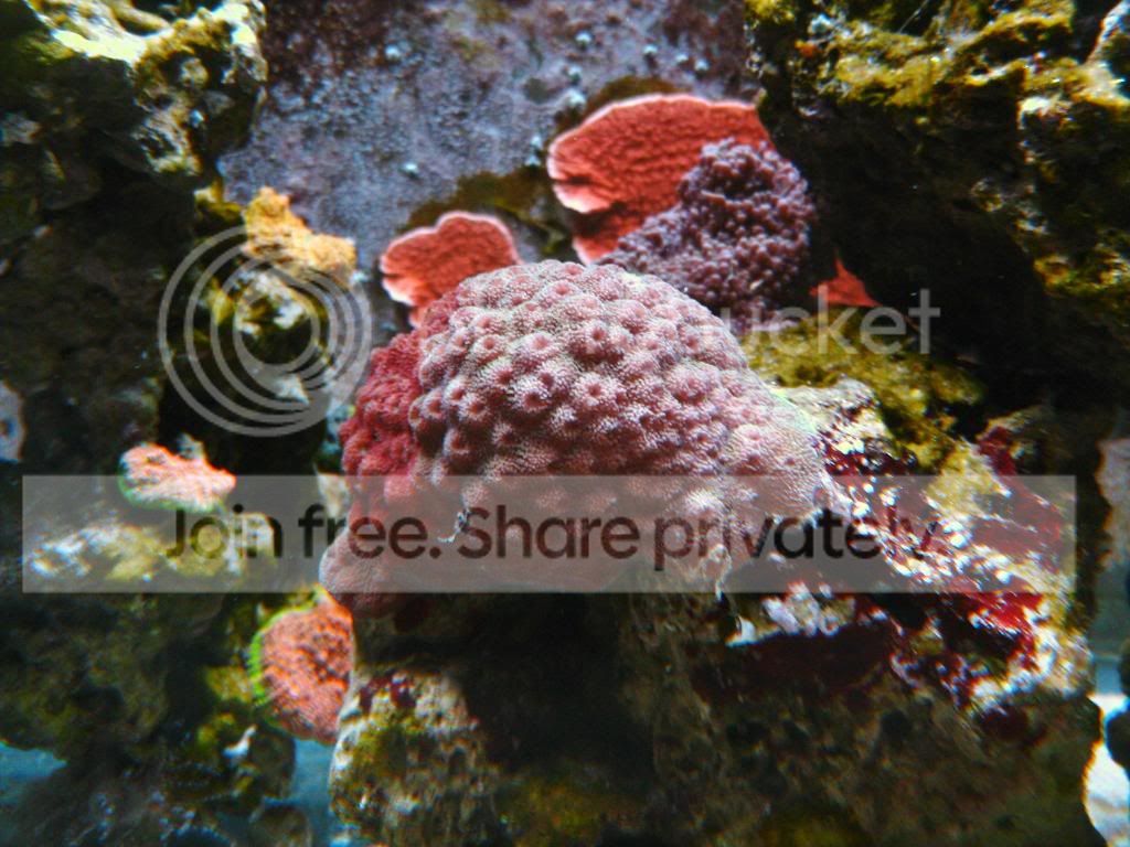 Show your rare SPS corals | Reef2Reef