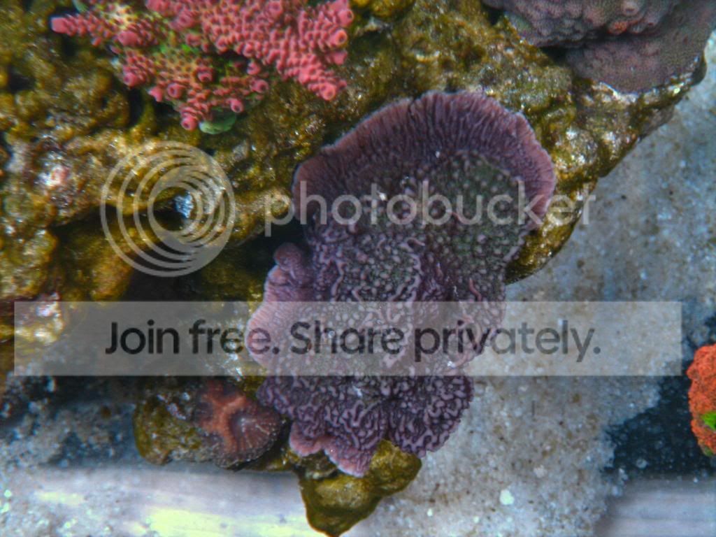 Show your rare SPS corals | Reef2Reef
