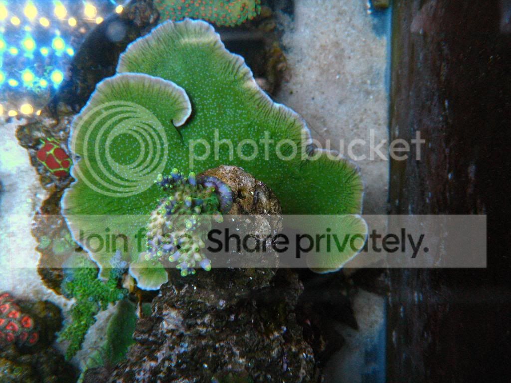 Show your rare SPS corals | Reef2Reef