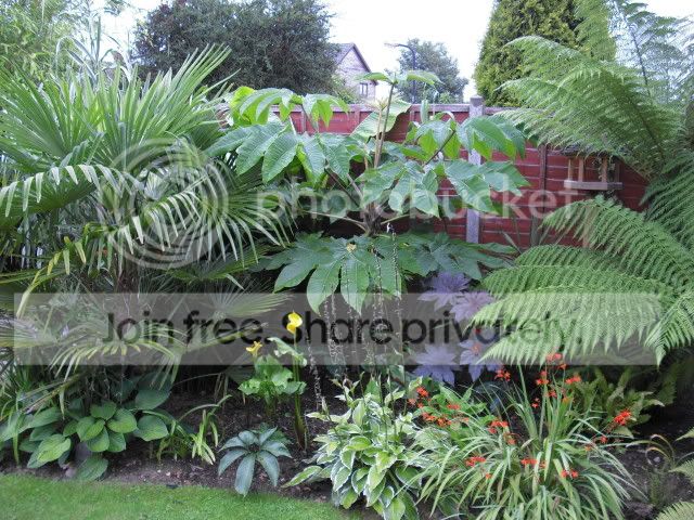 TRex (Tetrapanax papyrifer) about to flower?, pups,growth - Page 3 ...