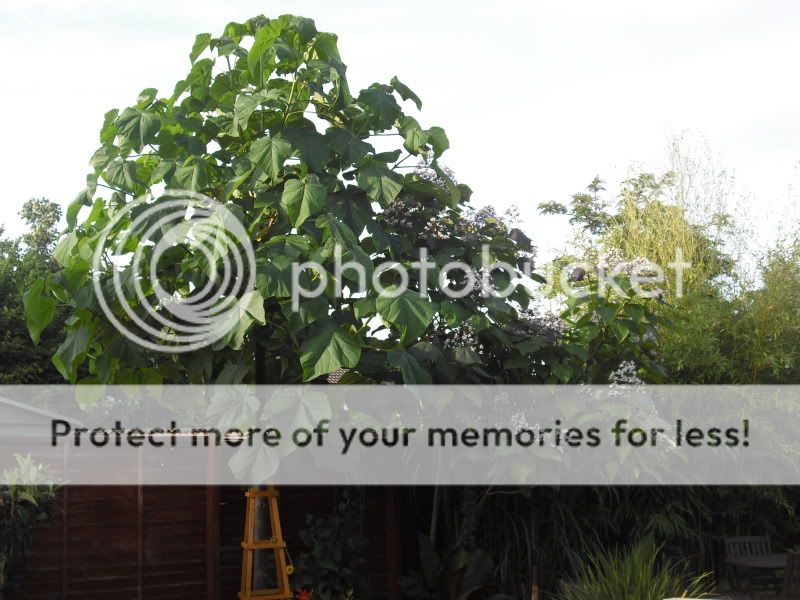 Paulownia Growth - Page 5 - Hardy Tropicals UK