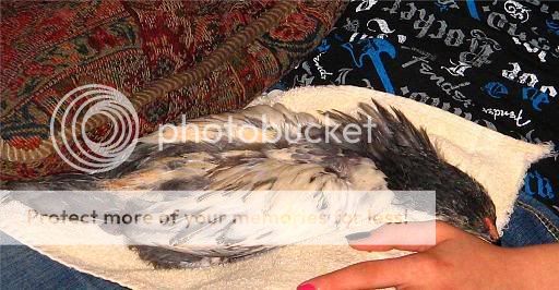 Spoiled chicken | BackYard Chickens - Learn How to Raise Chickens