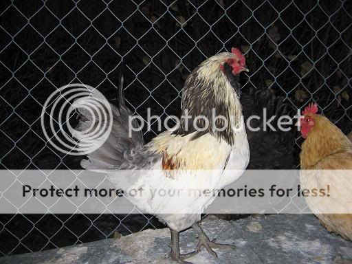 Spoiled chicken | BackYard Chickens - Learn How to Raise Chickens